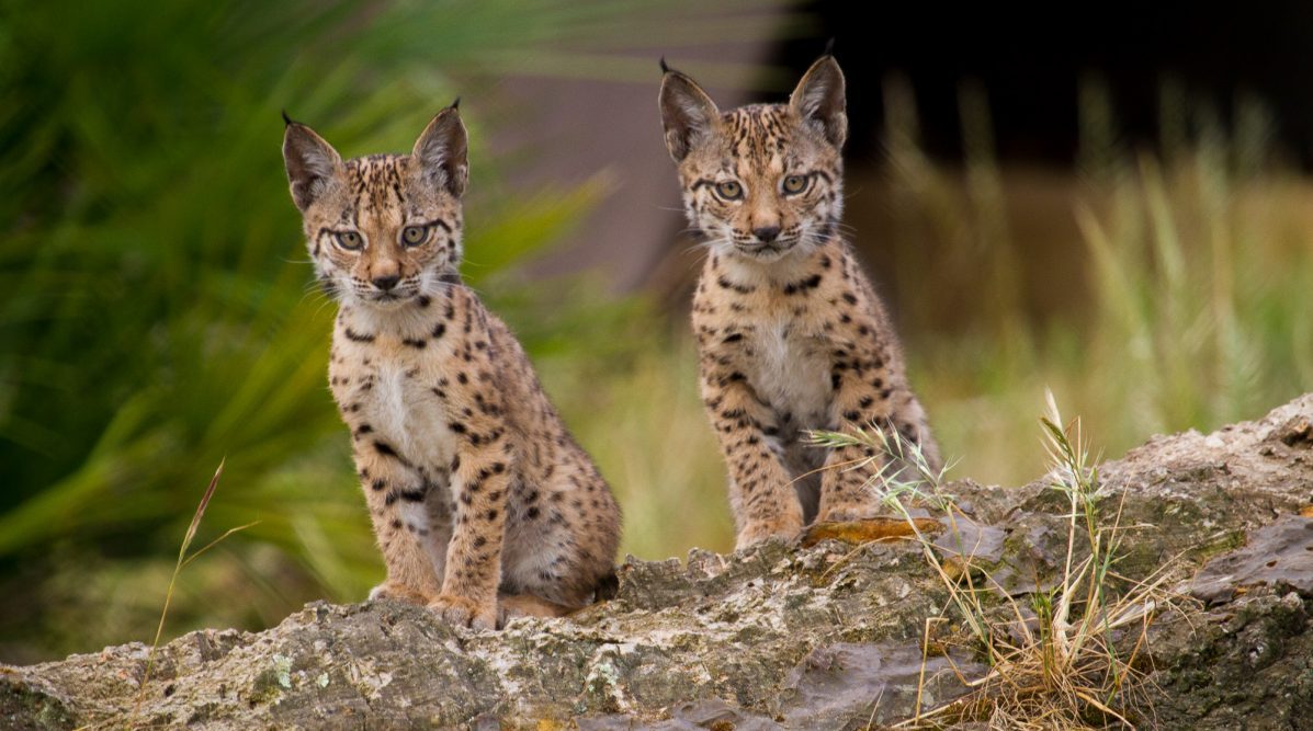 El lince ibérico: peligro y conservación – Bulletin of Advanced Spanish